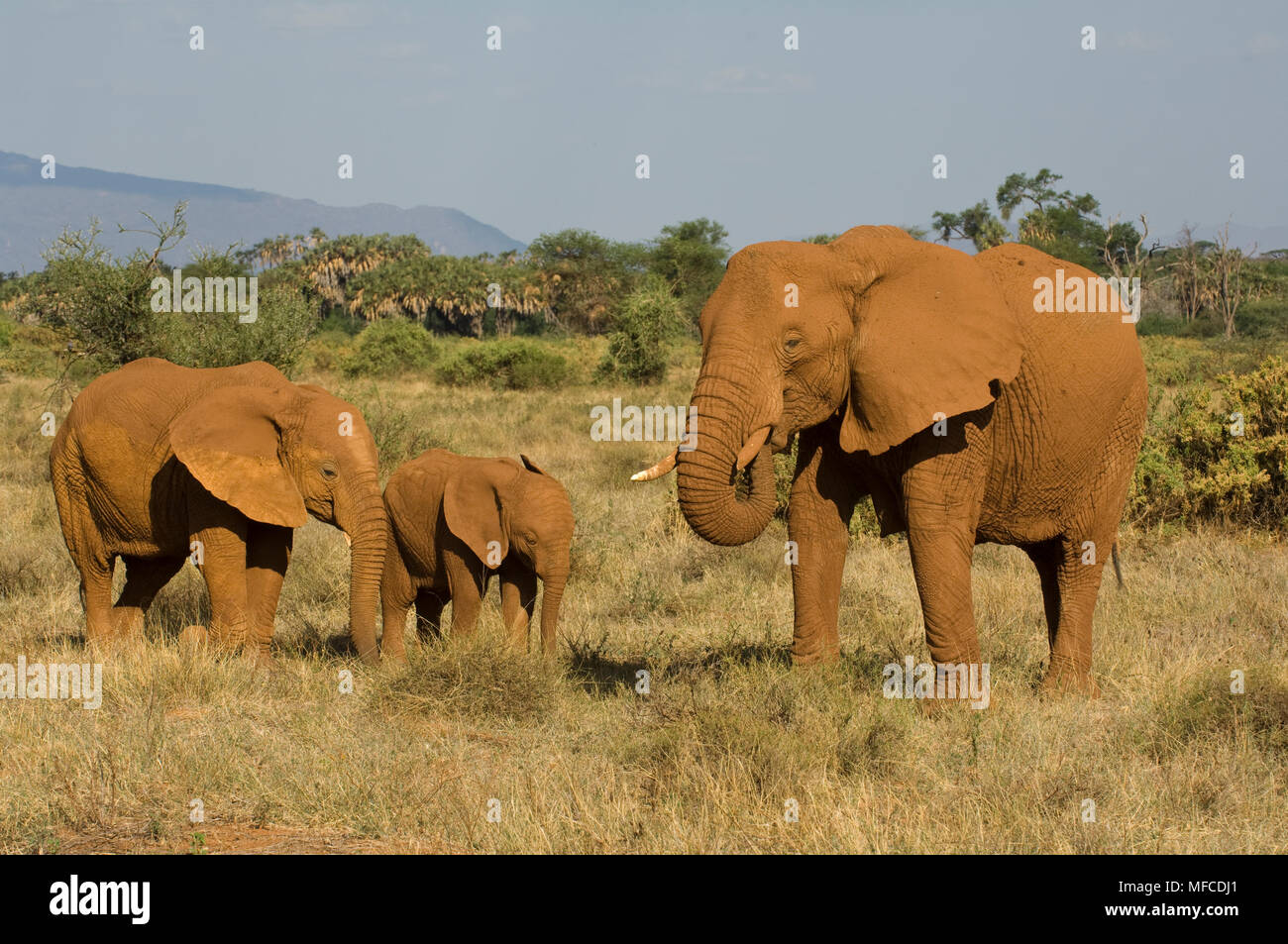 Female elephant and young, covered with red dust, Loxodonta africana ...