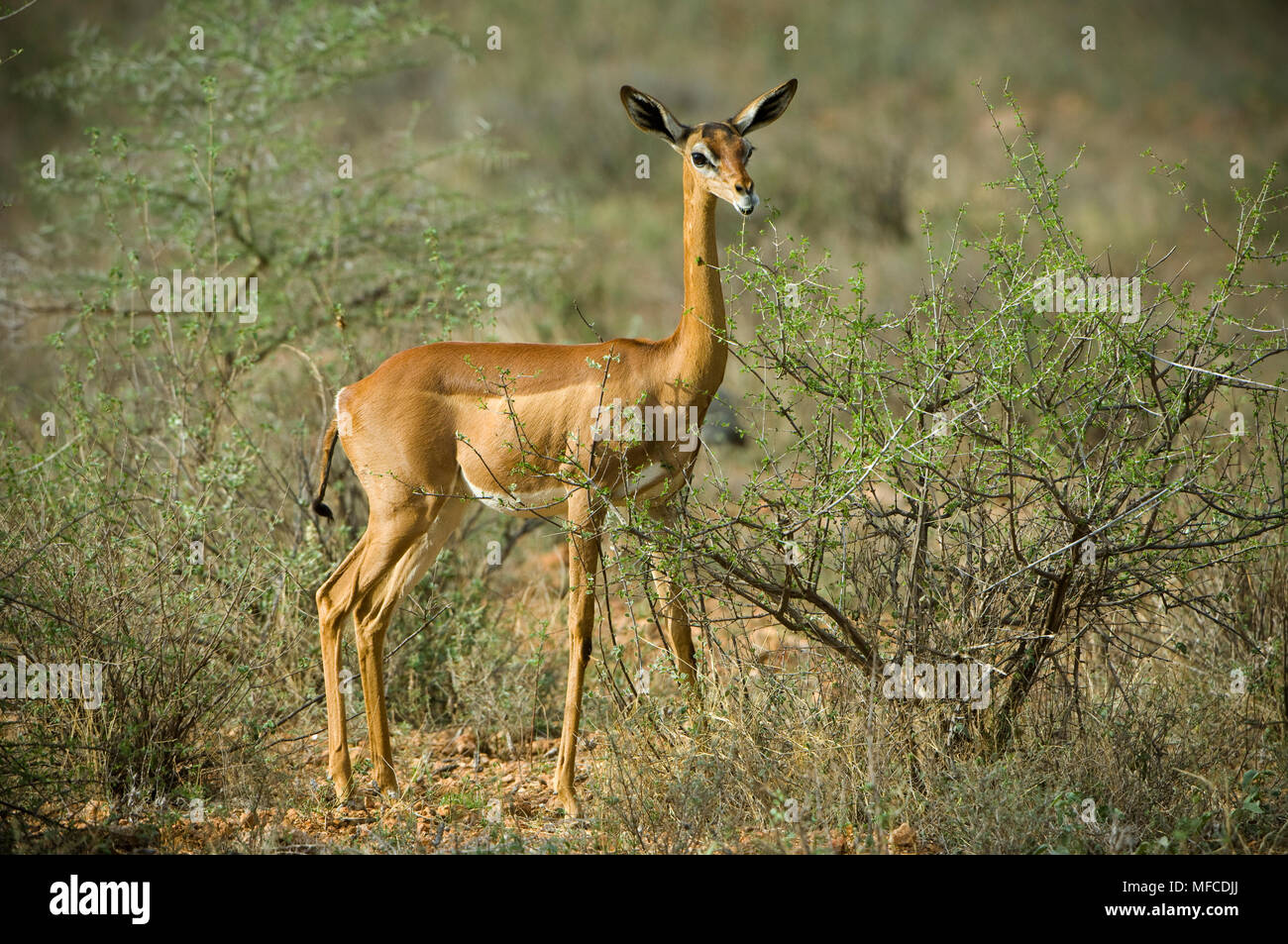 Female generuk, Litocranius walleri; Samburu National Reserve, Kenya ...