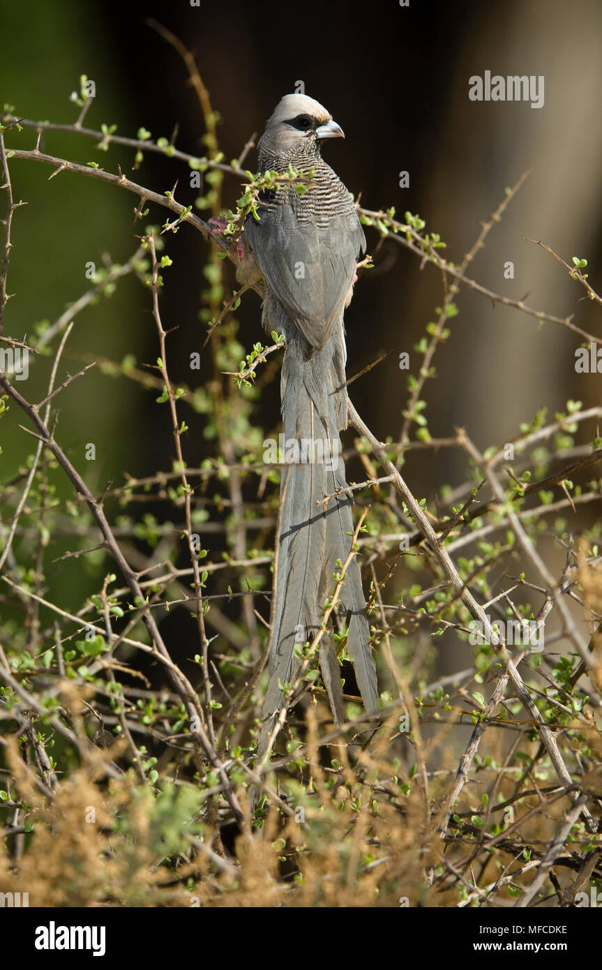 African speckled mousebird hi-res stock photography and images - Alamy
