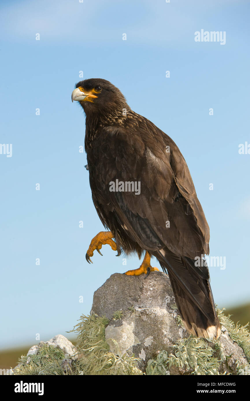 Johnny rook birds falklands hi-res stock photography and images - Alamy