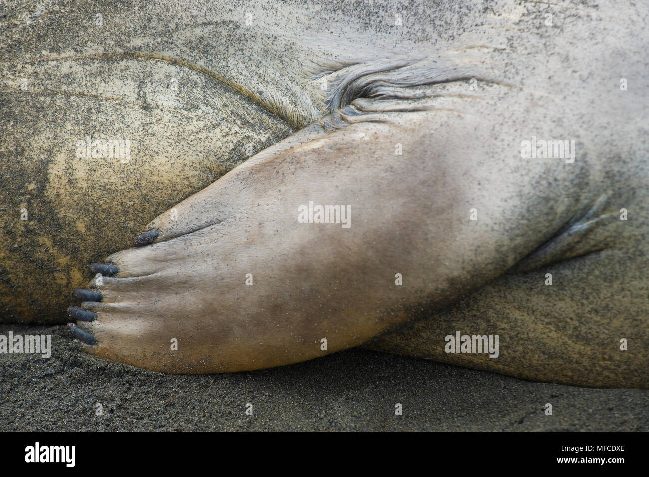Southern elephant seal flipper; South Georgia Island Stock Photo - Alamy