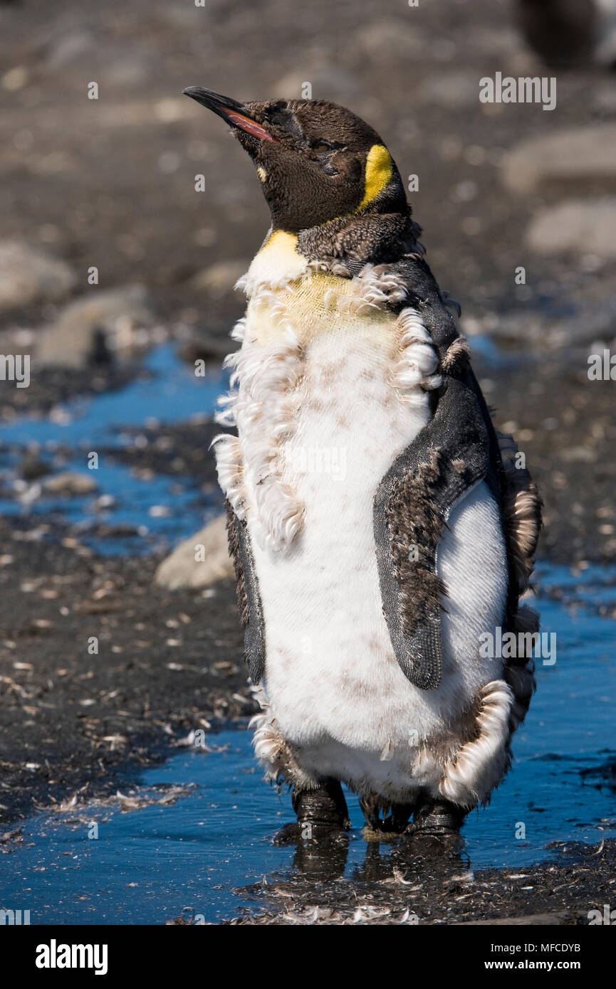 King penguin molting, Aptenodytes patagonicus; South Georgia Island ...