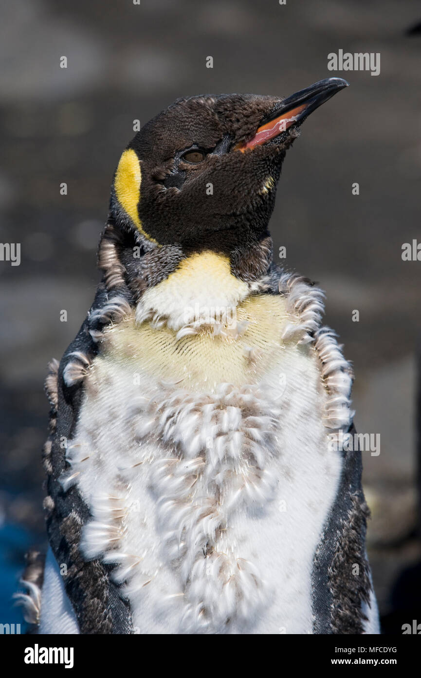 King penguin molting, Aptenodytes patagonicus; South Georgia Island ...