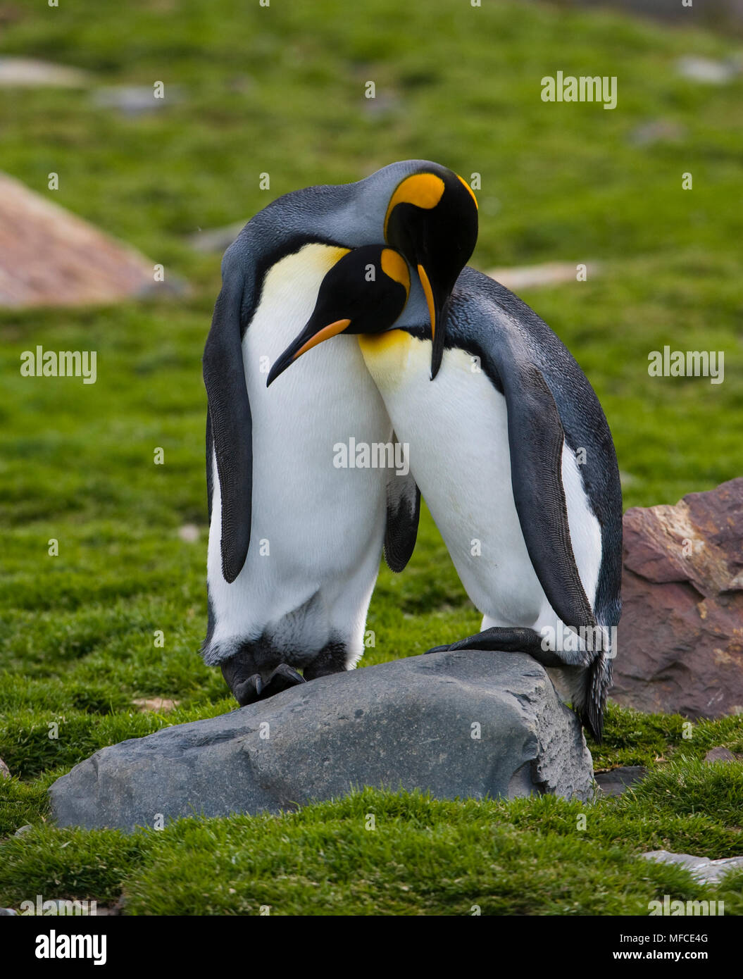 King penguin pair courting; St. Andrews Bay, South Georgia Stock Photo ...