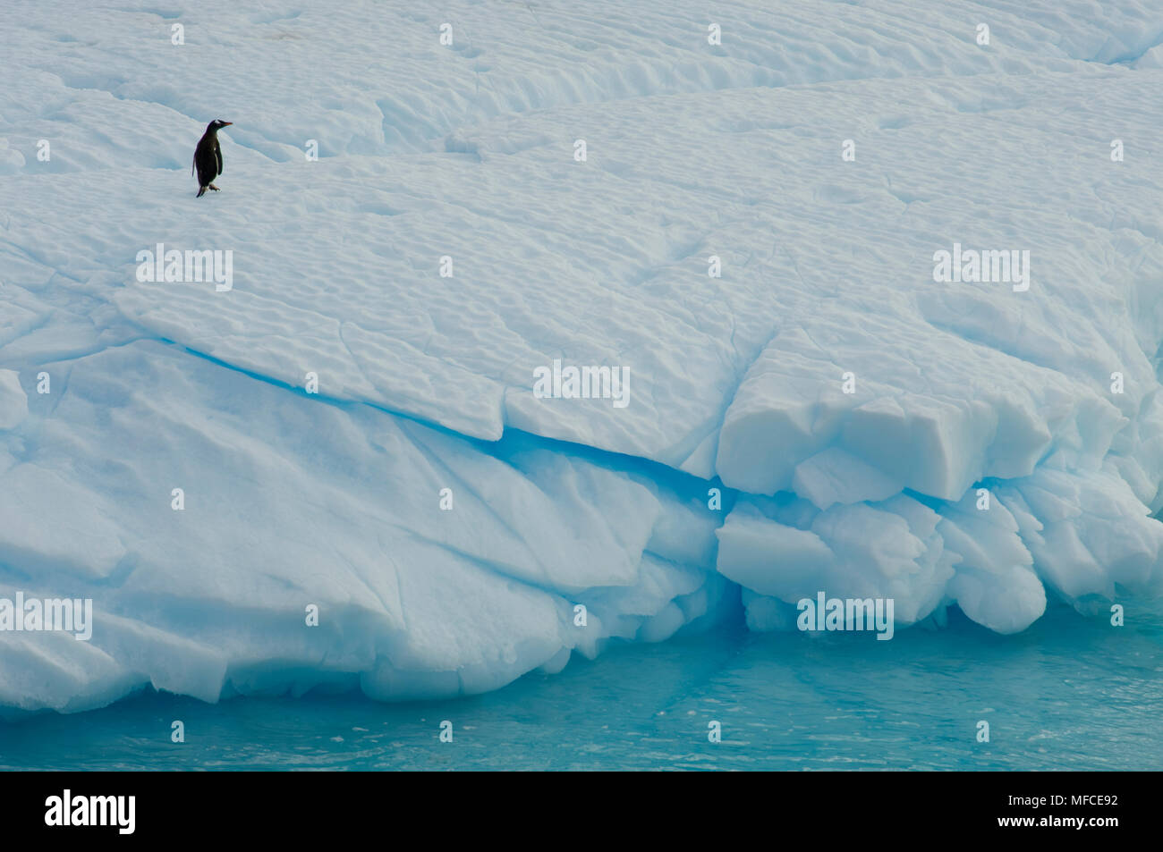 Penguin on iceberg hi-res stock photography and images - Alamy