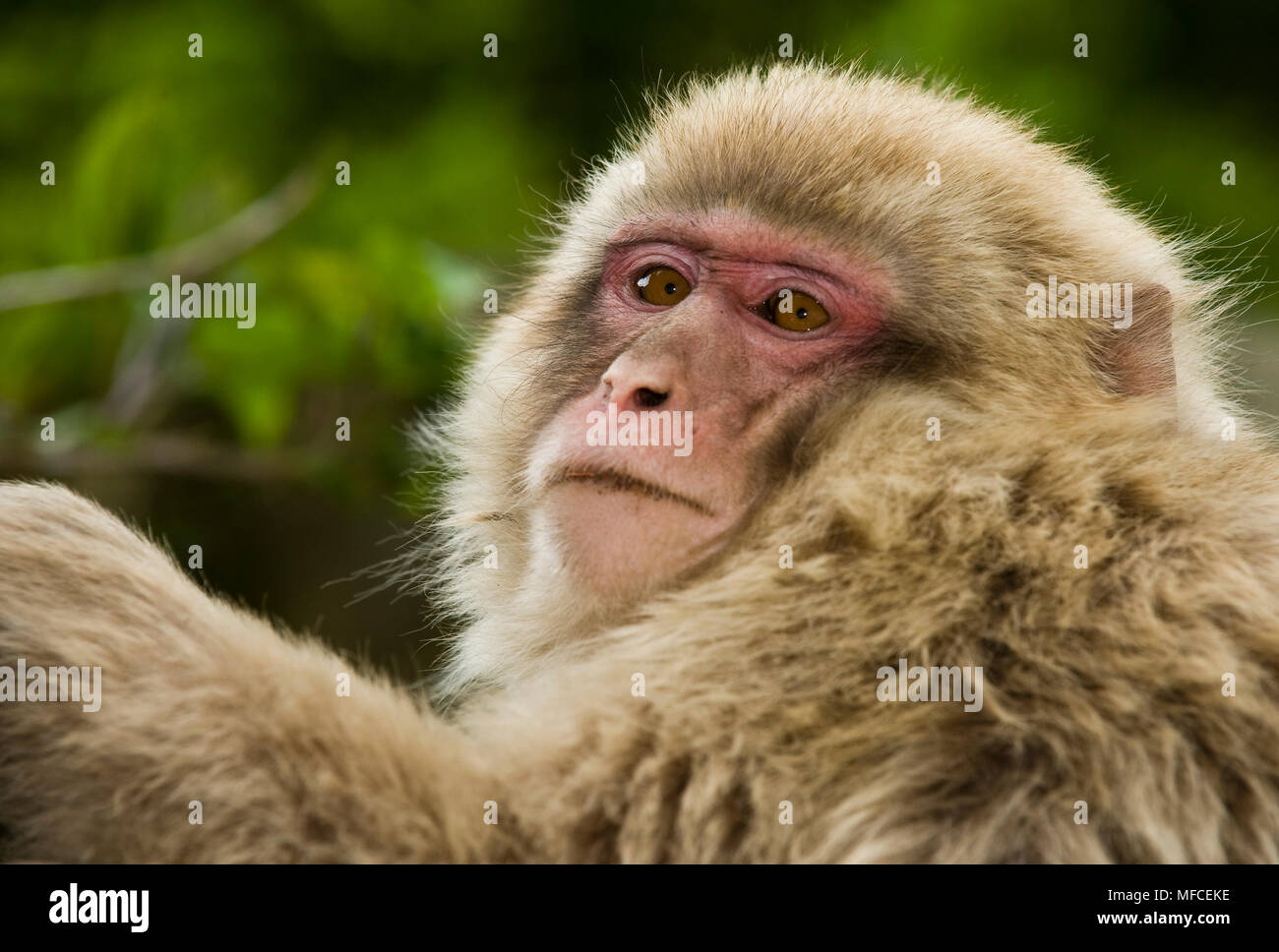 Japanese macaque or Snow Monkey; Jigokudani, Japan Stock Photo - Alamy