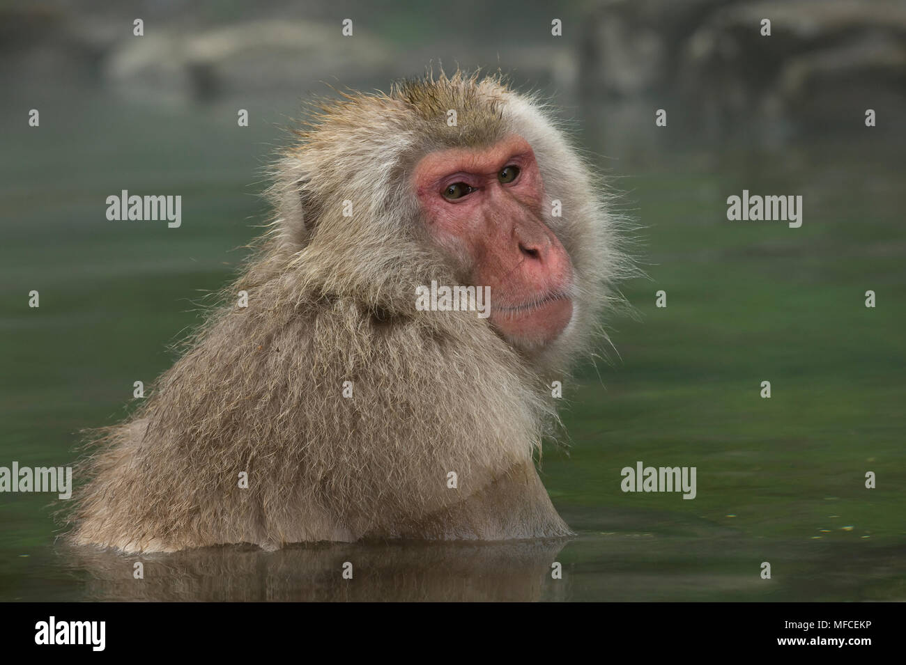 Japanese macaque or Snow Monkey; Jigokudani, Japan Stock Photo - Alamy