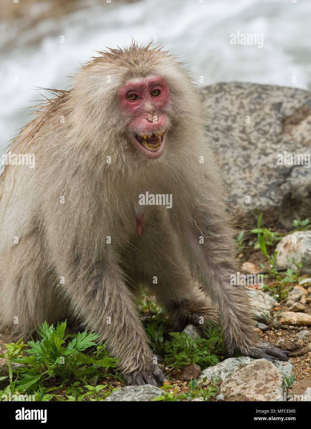 Smiling macaque hi-res stock photography and images - Alamy