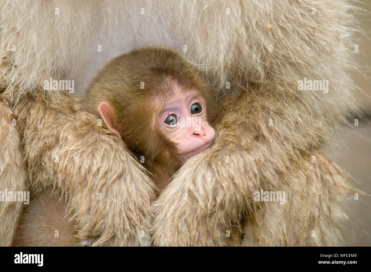 Japanese macaque or Snow Monkey; Jigokudani, Japan Stock Photo - Alamy