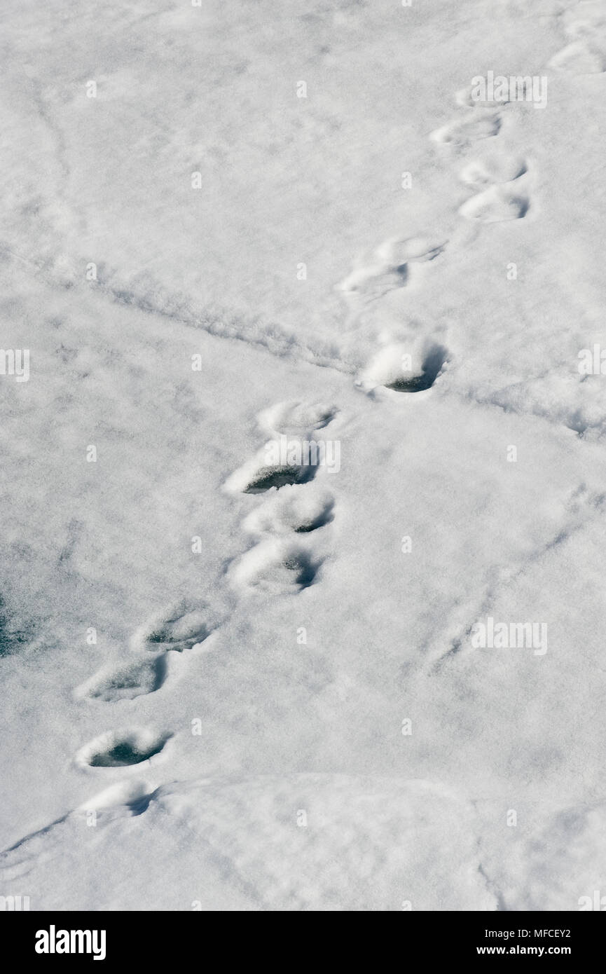 Bear tracks hi-res stock photography and images - Alamy