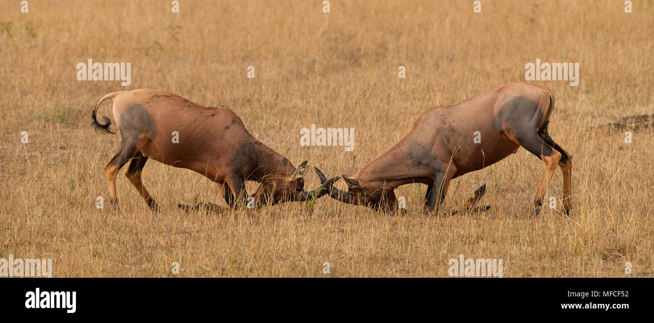 Topi fighting hi-res stock photography and images - Alamy