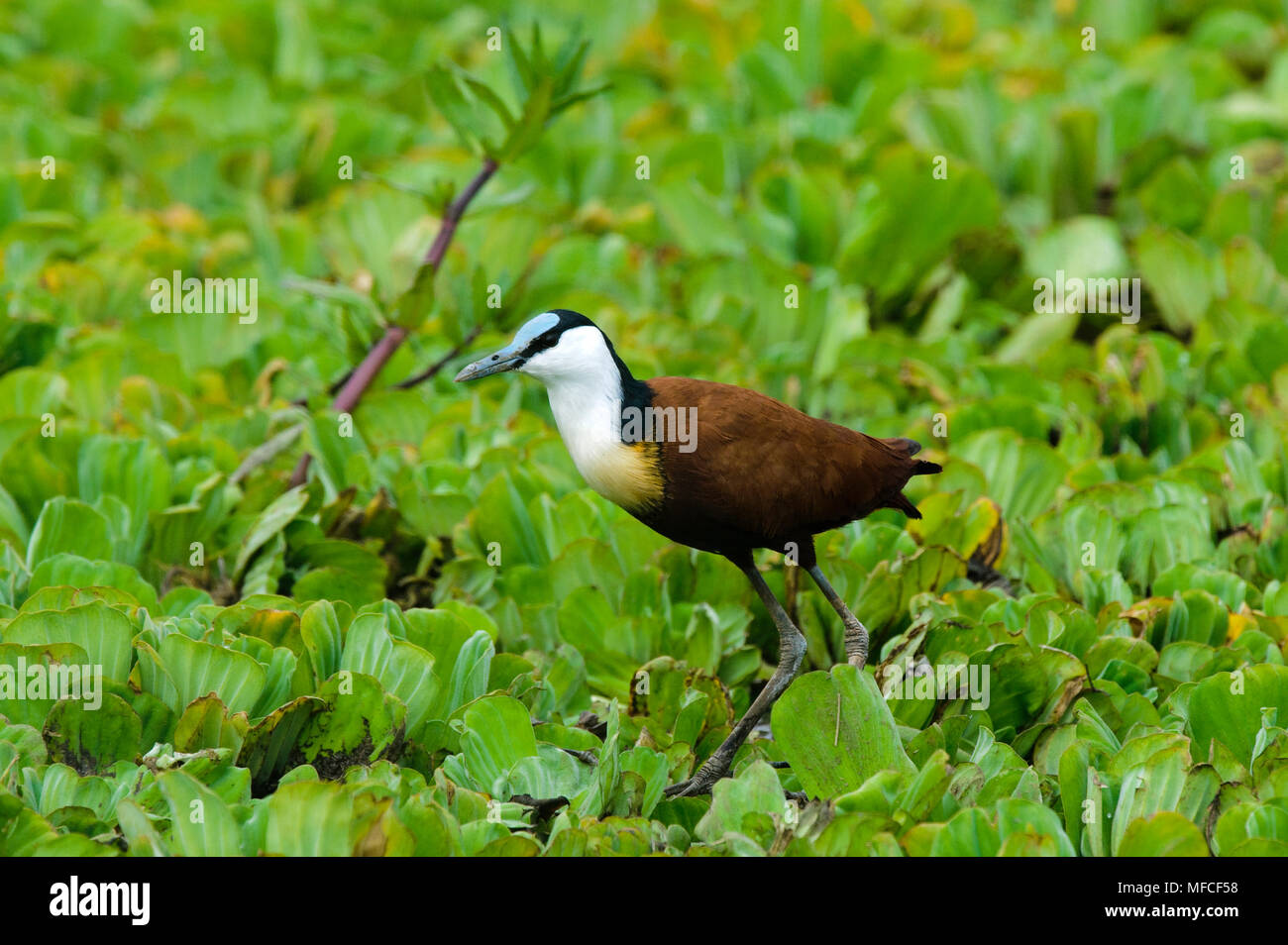 Lily trotter hi-res stock photography and images - Alamy