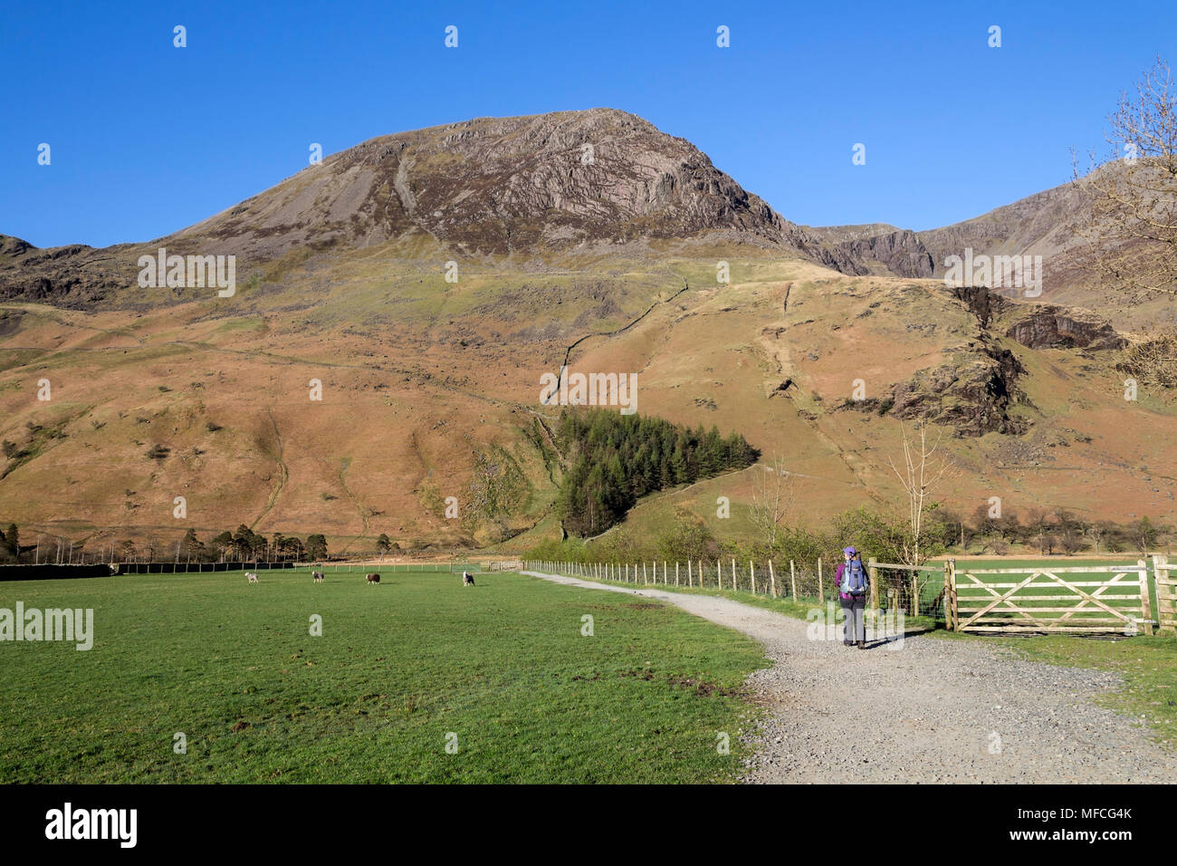 The Mountain of High Crag from Gatesgarth Farm, Buttermere, Lake ...