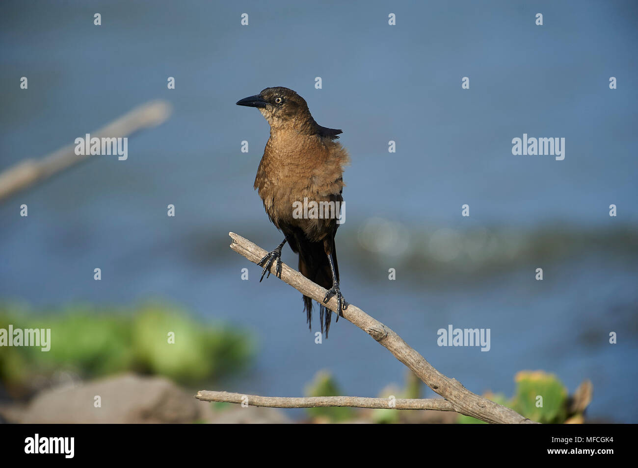 Female Great-tailed Grackle (Quiscalus mexicanus) (AKA Mexican Grackle ...