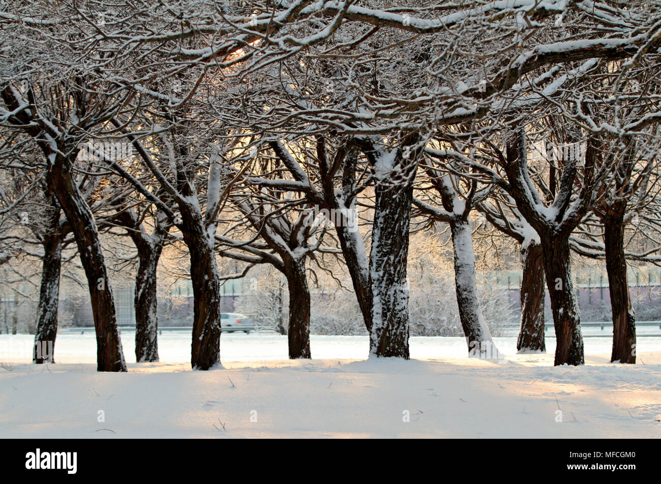 Snowy willow tree hi-res stock photography and images - Alamy