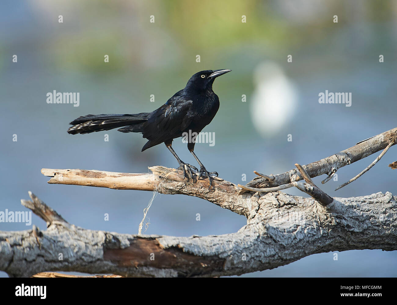 Mexican grackles hi-res stock photography and images - Alamy