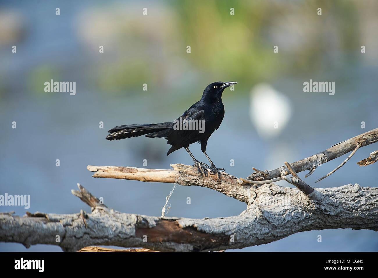 Male Great-tailed Grackle (Quiscalus mexicanus) (AKA Mexican Grackle ...