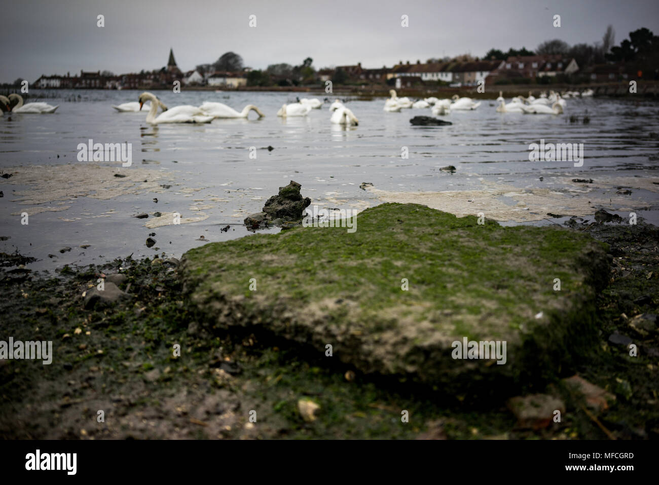 Swans feeding in the bay at Bosham in West Sussex, England Stock Photo ...