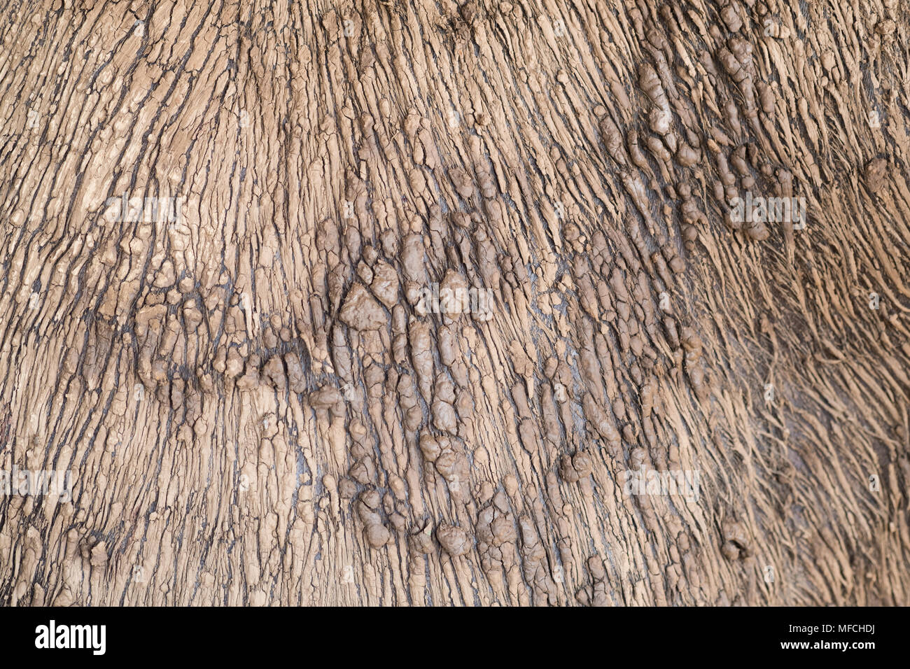 Texture of asia buffalo skin at close range Stock Photo - Alamy