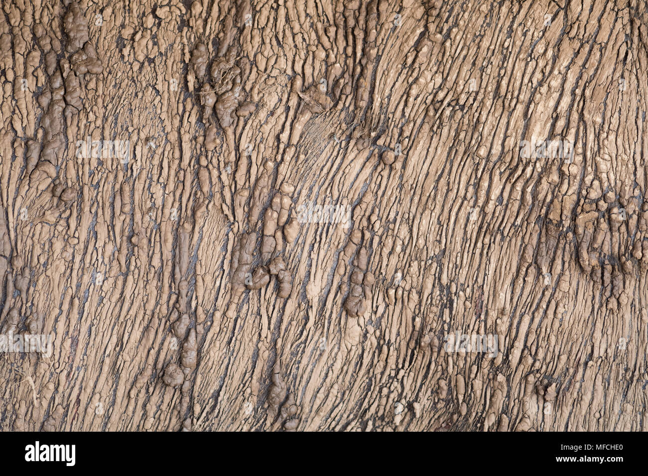 Buffalo skin hi-res stock photography and images - Alamy