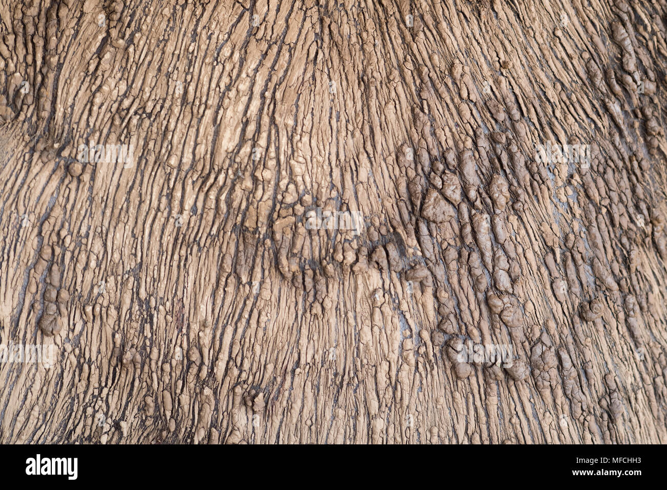 Buffalo skin hi-res stock photography and images - Alamy