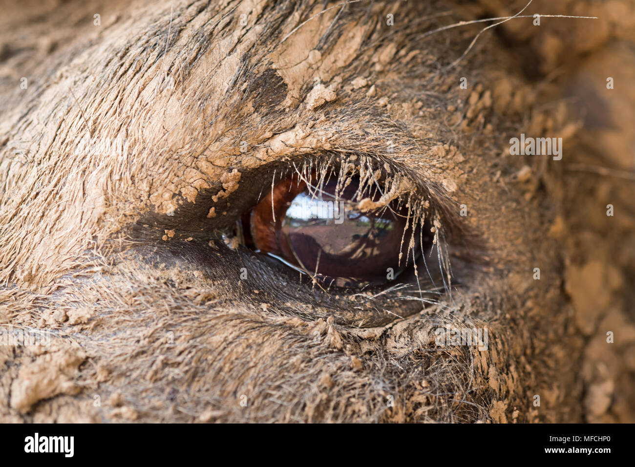 Black buffalo calves on the farm, asia buffalo eye at close range Stock ...