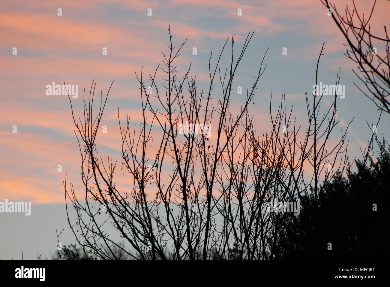 sunrise over trees Stock Photo - Alamy