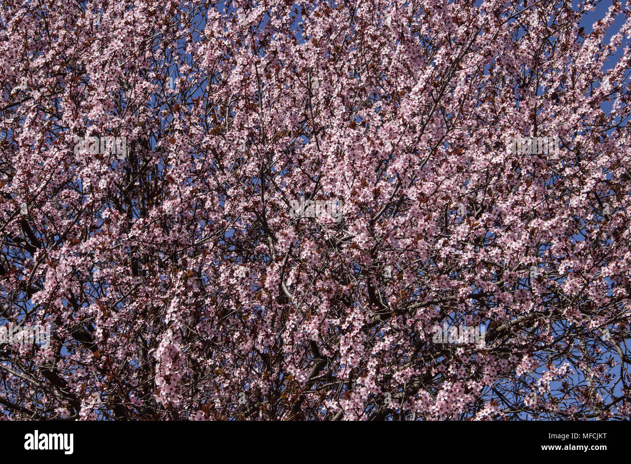 Detail Of A Tree Top In Full Bloom Stock Photo - Alamy