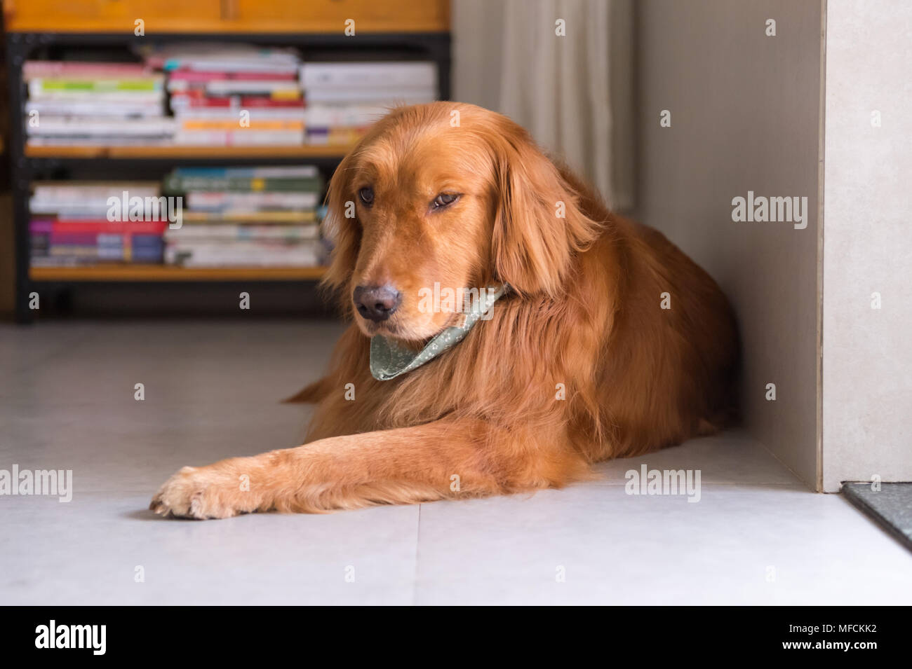 Cute golden retriever on the ground Stock Photo - Alamy