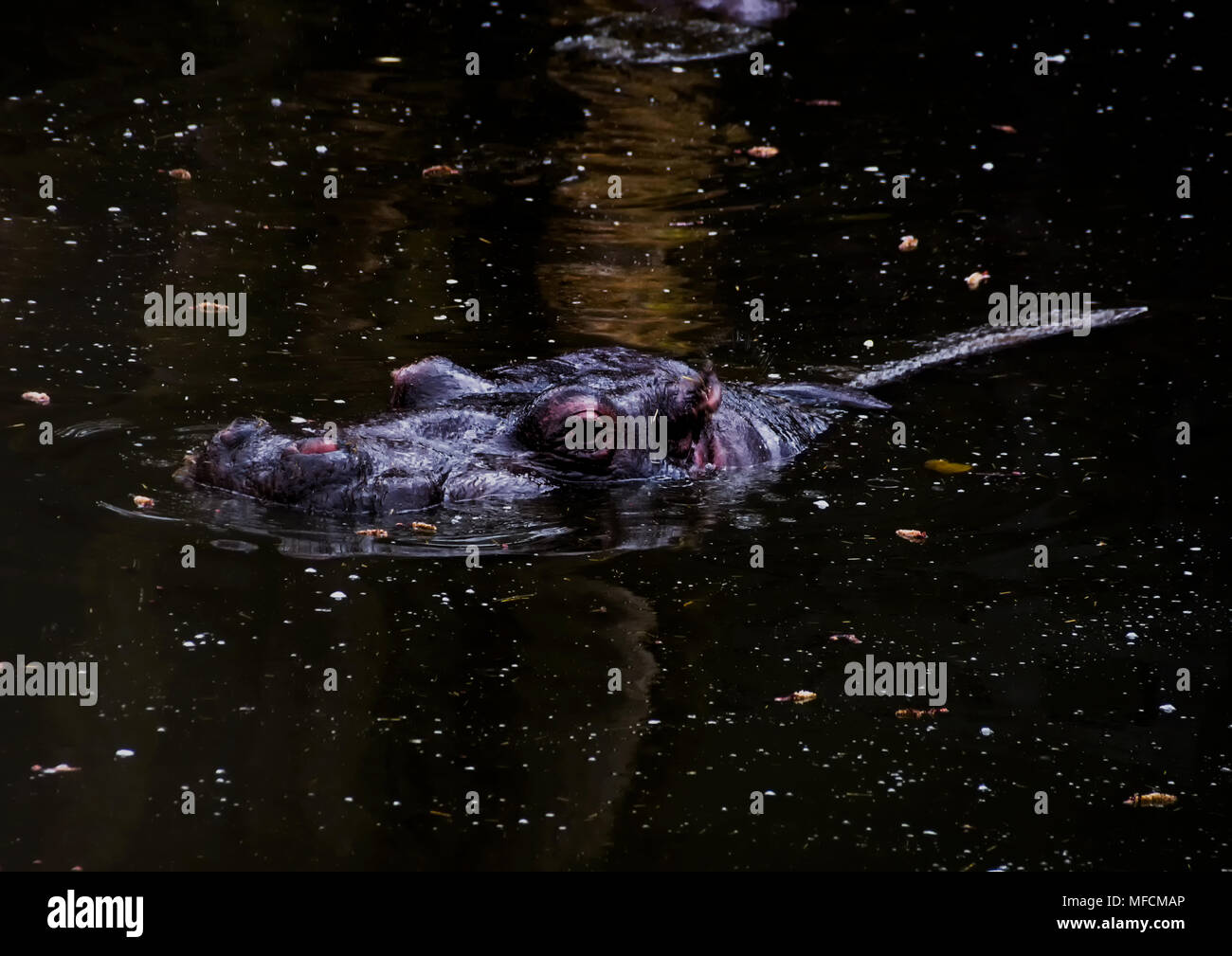 Hippo africa hi-res stock photography and images - Alamy