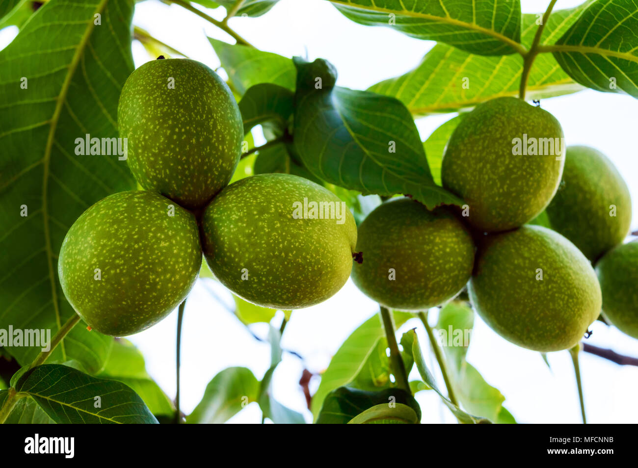 Unripe fruits of walnut growing on branches Stock Photo - Alamy