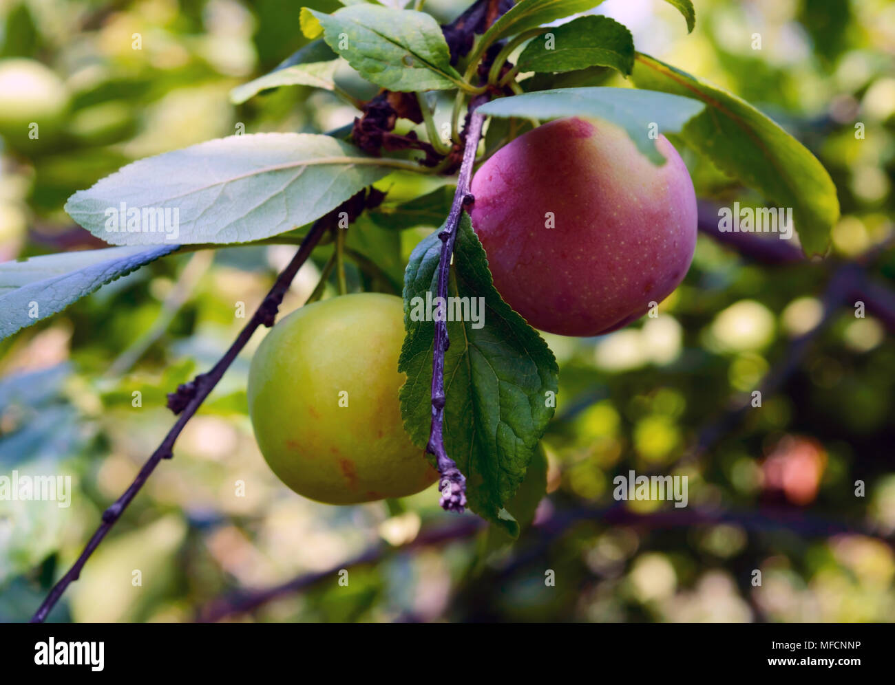 Baby plum tree hi-res stock photography and images - Alamy