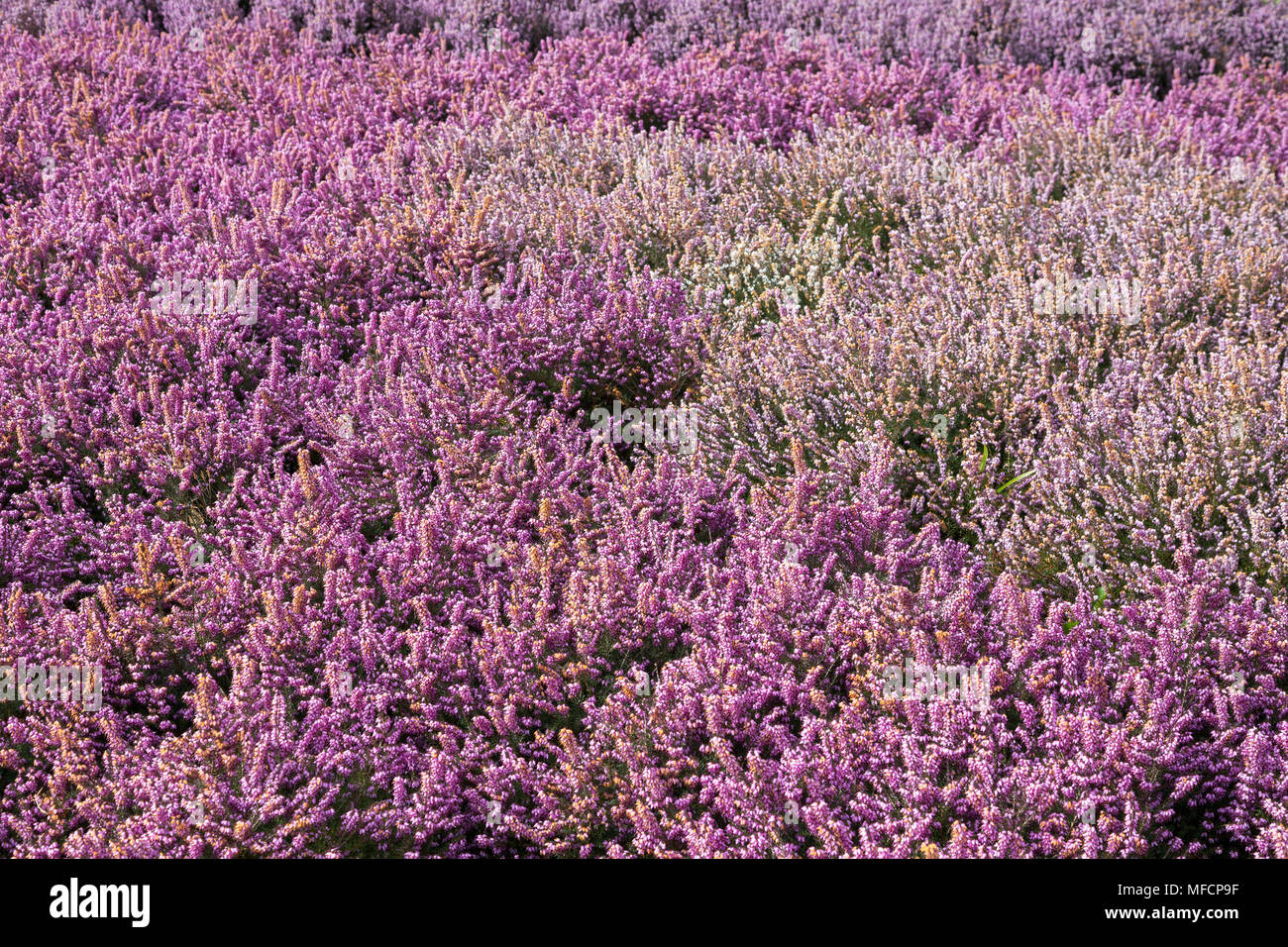 Beautiful display hi-res stock photography and images - Alamy