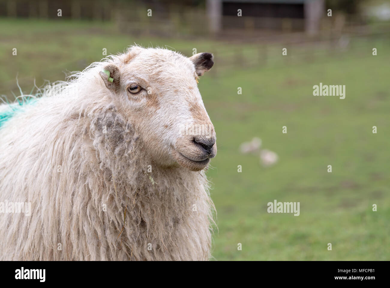 Welsh rural landscape sheep grazing hi-res stock photography and images ...