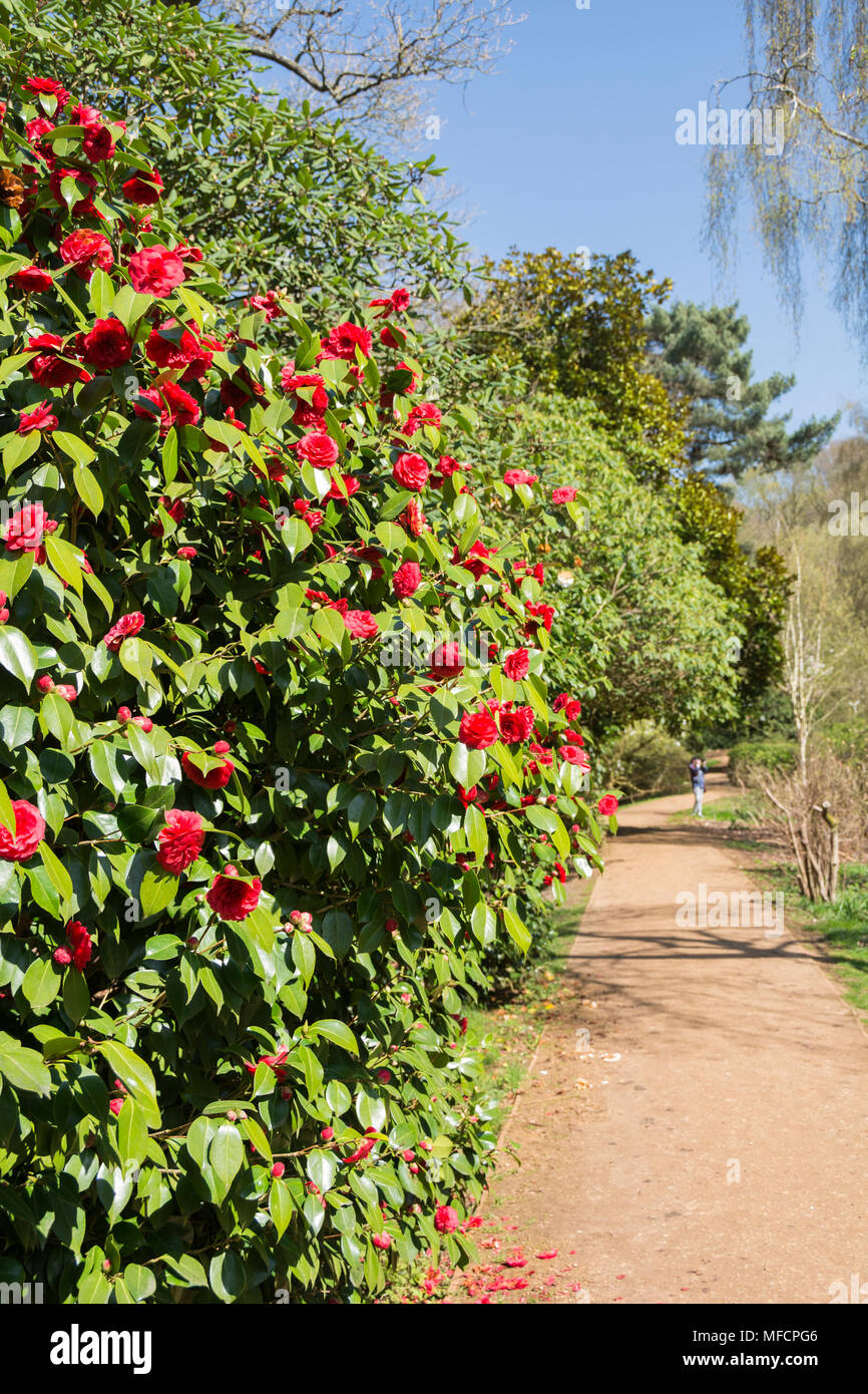 People enjoying one of the hottest April days on record in The Isabella ...