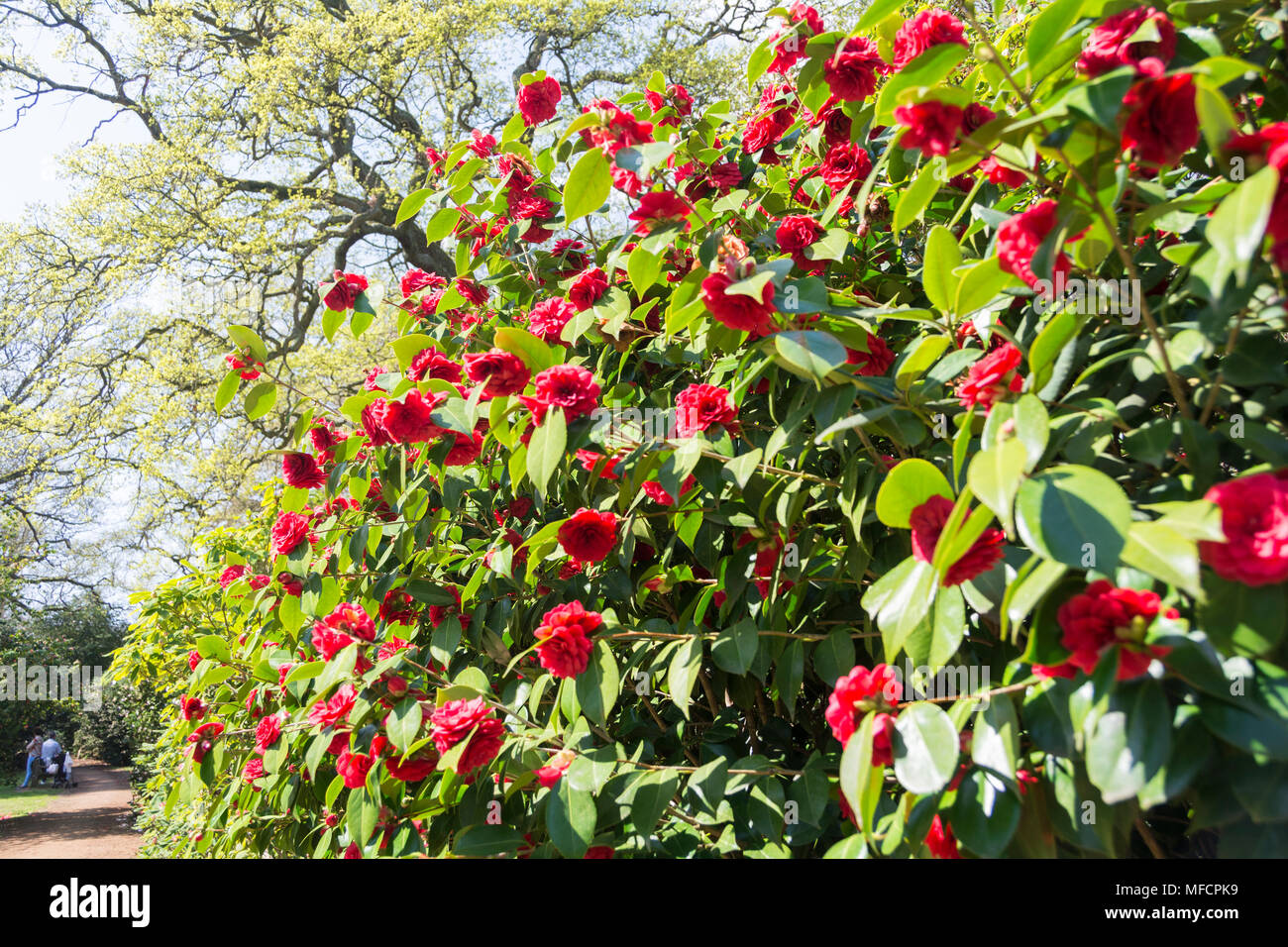 Richmond park isabella plantation hi-res stock photography and images ...