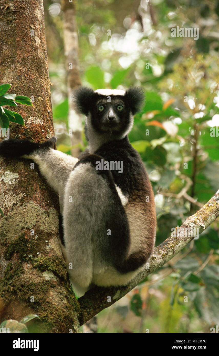 INDRI Indri indri Perinet Rainforest, Madagascar Stock Photo - Alamy