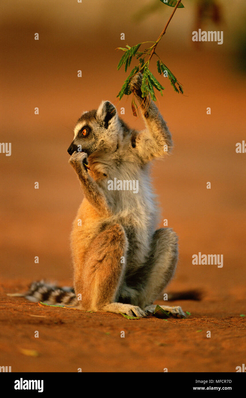 RING-TAILED LEMUR feeding Lemur catta Berenty, Madagascar Stock Photo ...