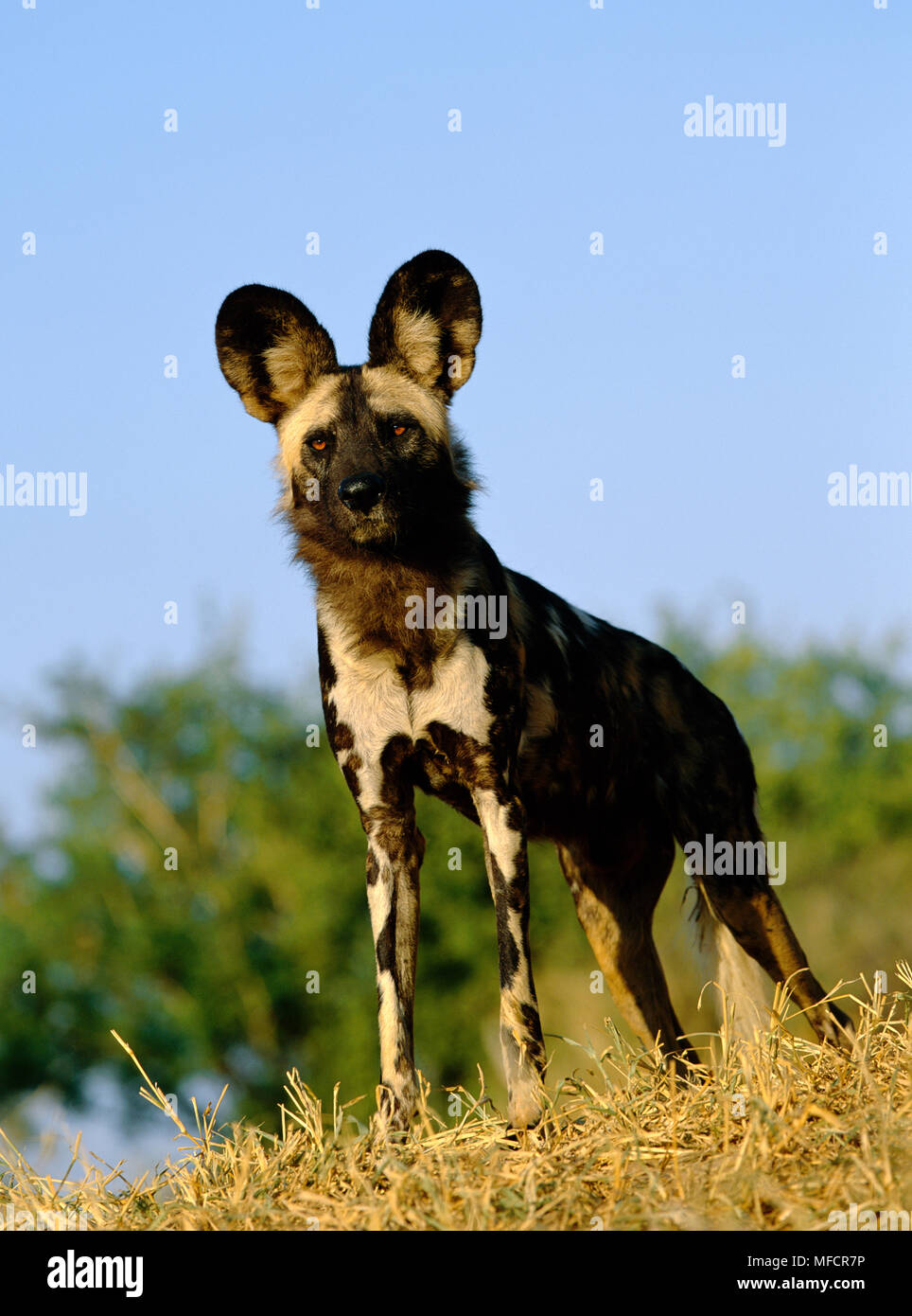 AFRICAN WILD or CAPE HUNTING DOG Lycaon pictus South Africa Stock Photo ...