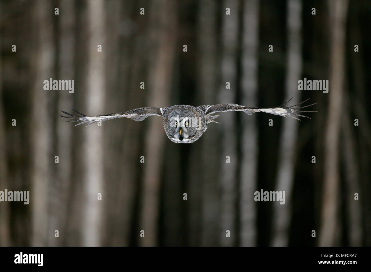 Attacking owl hi-res stock photography and images - Alamy