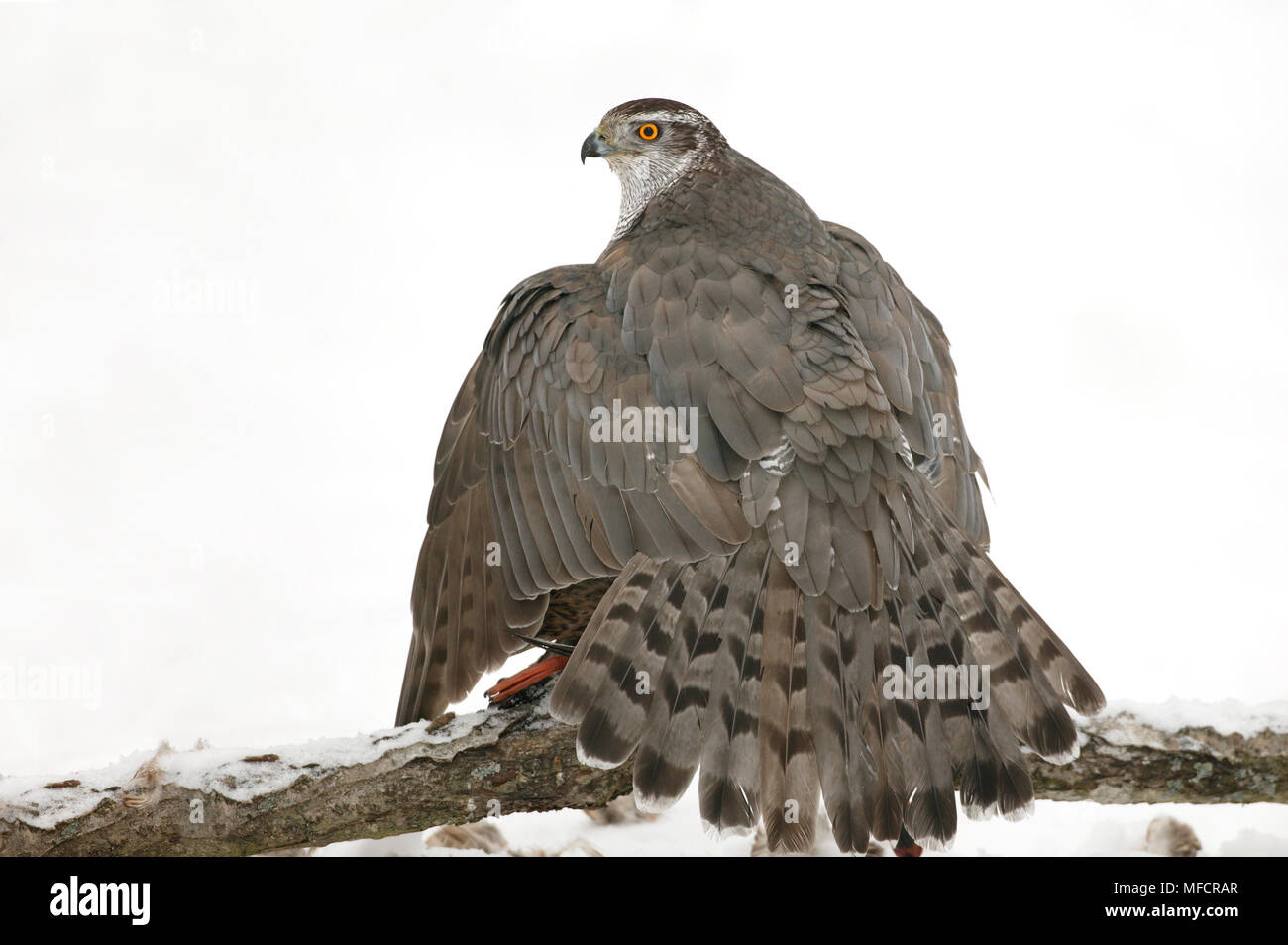 Mantling hi-res stock photography and images - Alamy