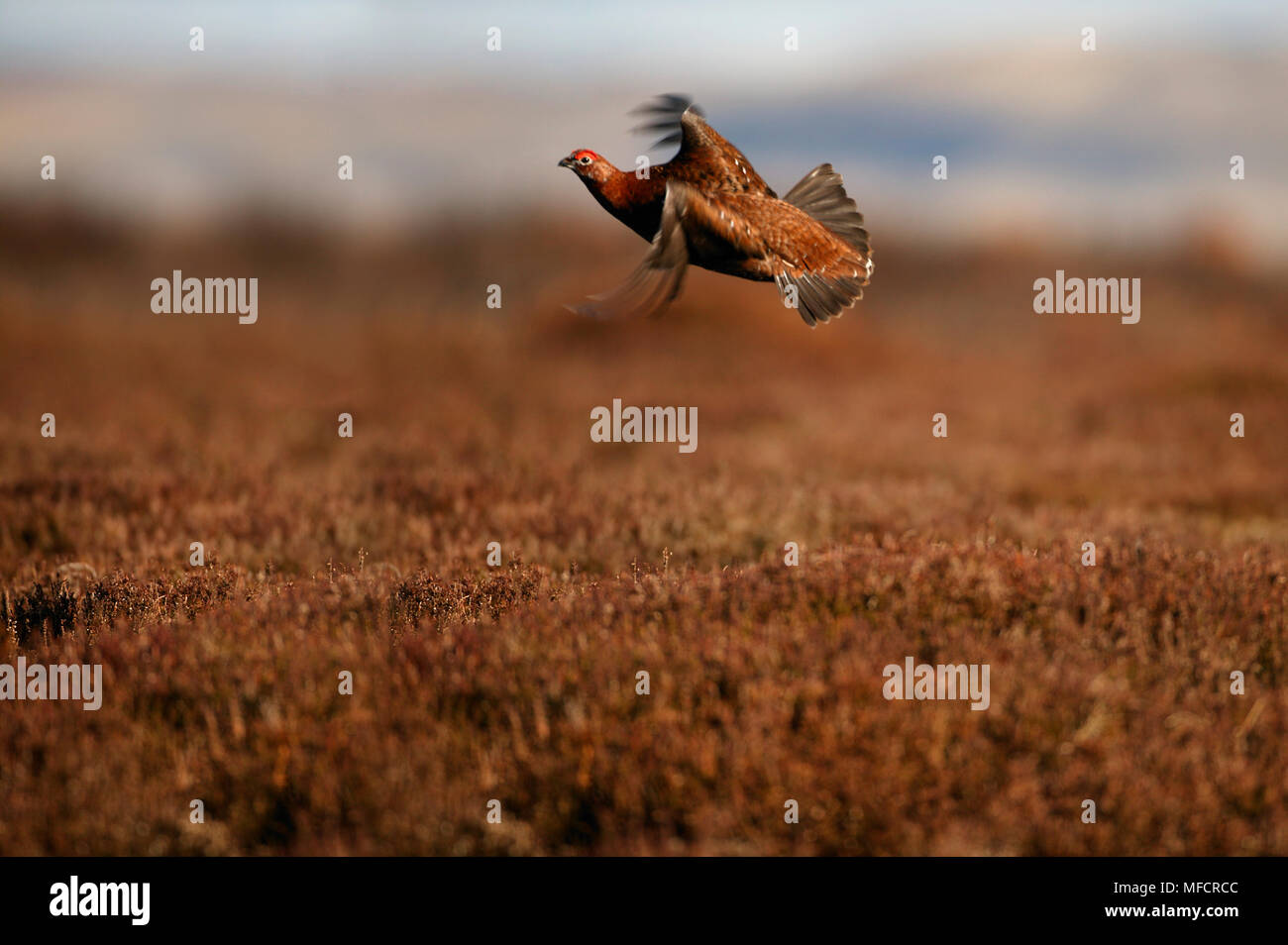 Flying red grouse hi-res stock photography and images - Alamy