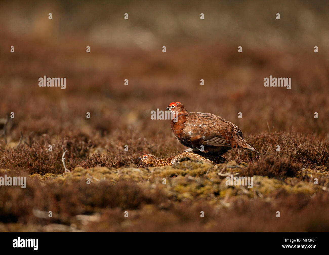 Red grouse male and female hi-res stock photography and images - Alamy