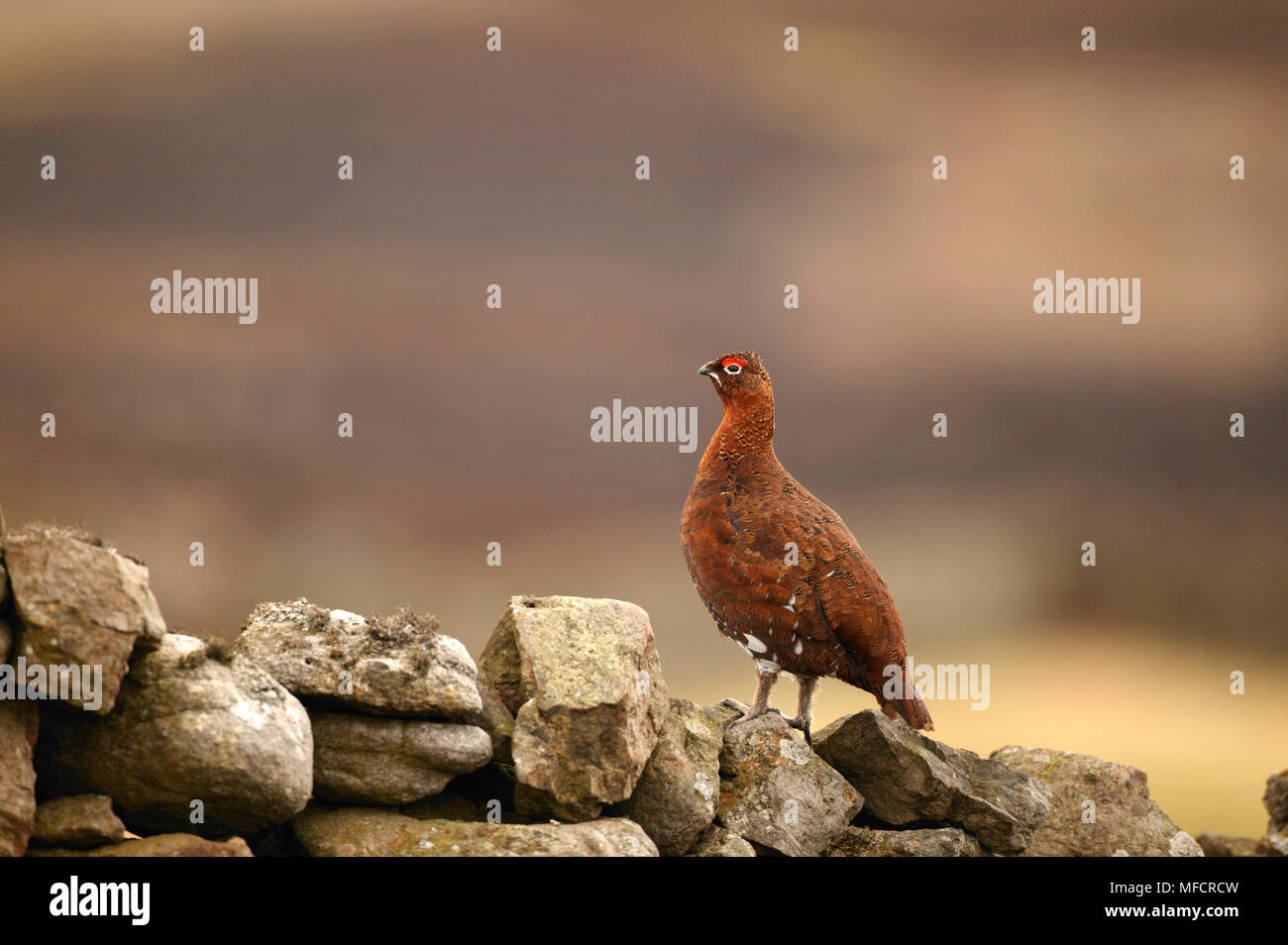 RED GROUSE male on stone wall Lagopus lagopus Yorkshire Dales, UK Stock ...