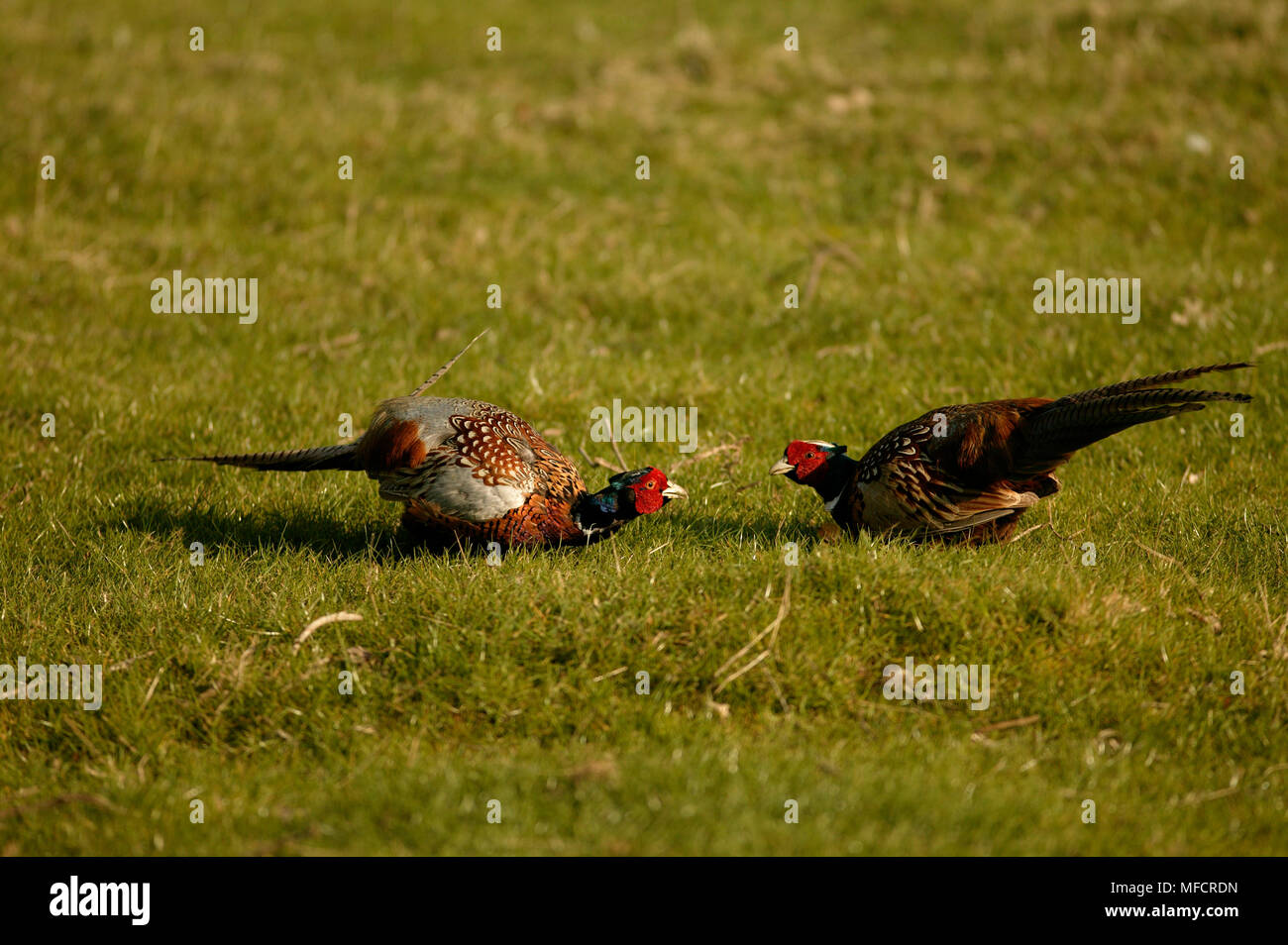 PHEASANT males fighting over territory Phasianus colchicus UK Stock ...