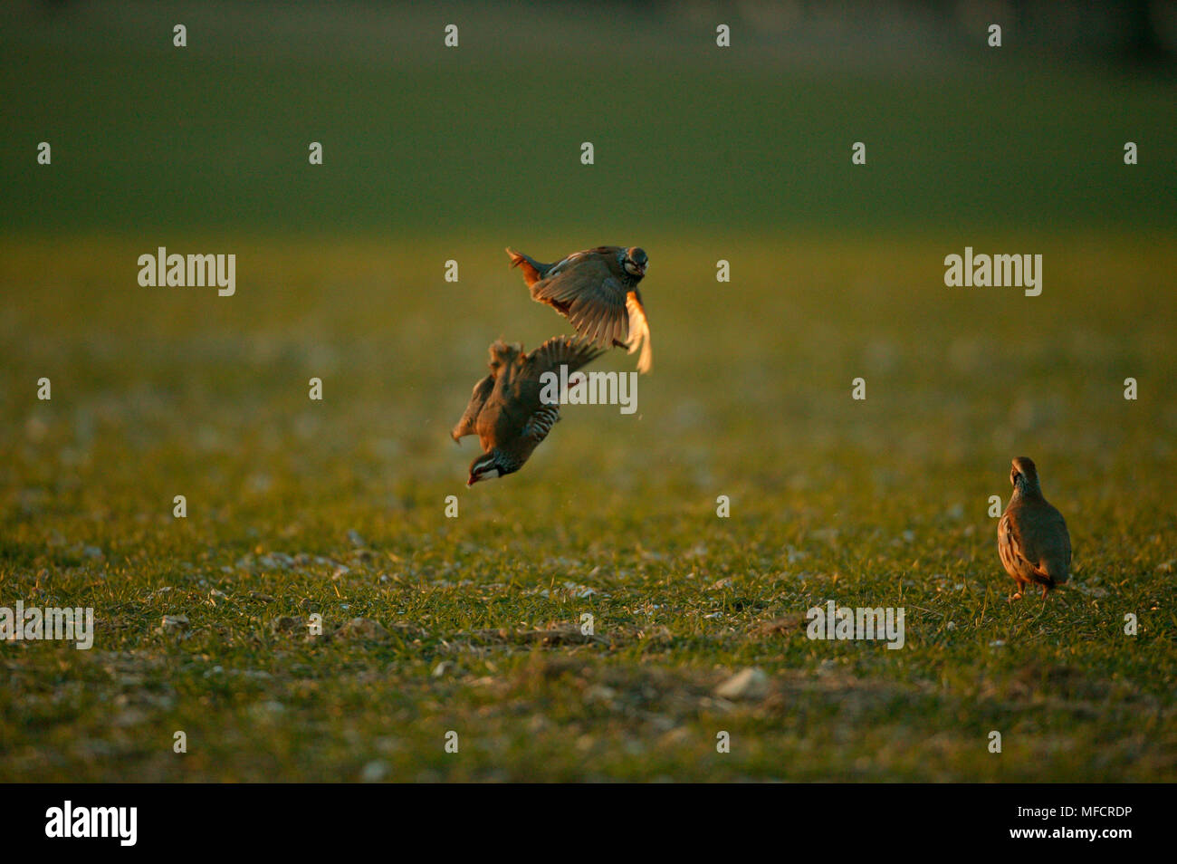 RED-LEGGED PARTRIDGE Alectoris rufa fighting over female (on right) UK ...