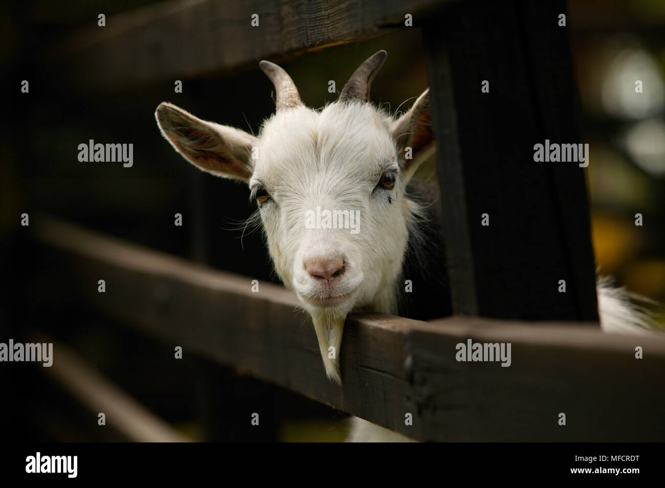 Domestic goat looking over fence hi-res stock photography and images ...