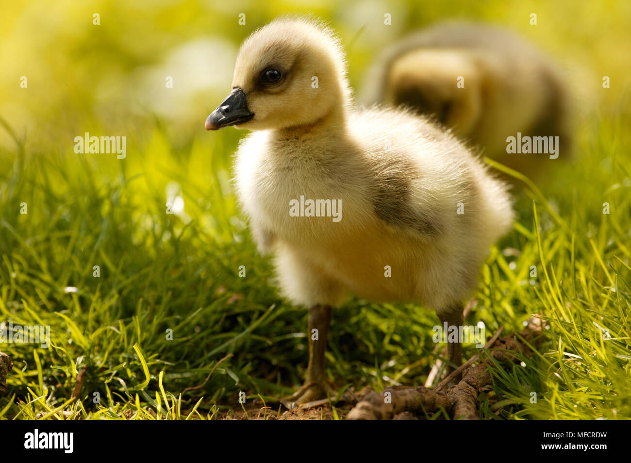 CHINESE GOOSE gosling UK Stock Photo - Alamy