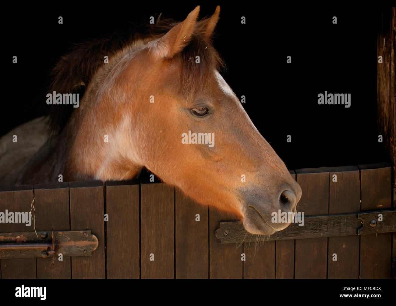 Pony stable uk hi-res stock photography and images - Alamy
