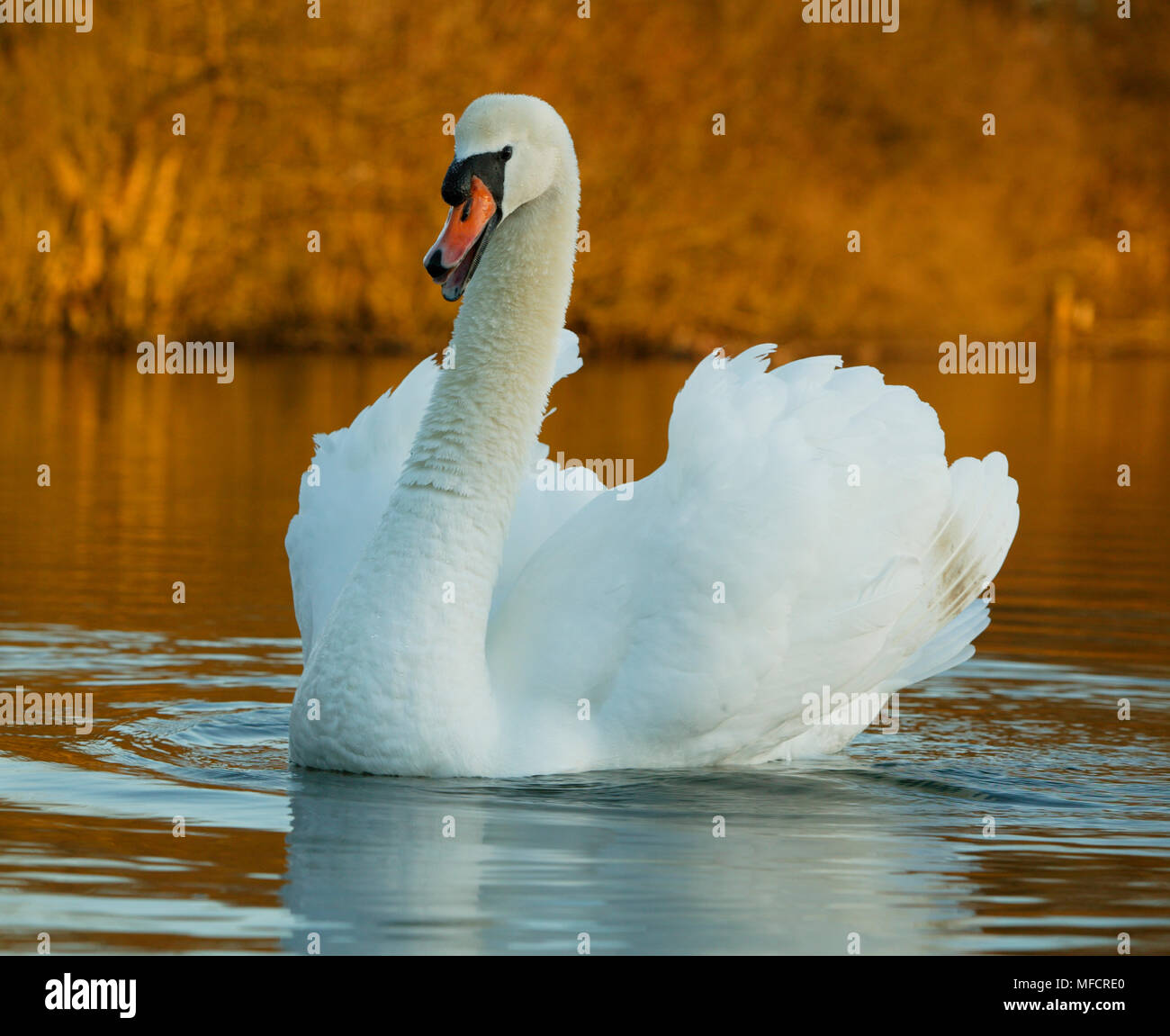Male swans cobs hi-res stock photography and images - Alamy